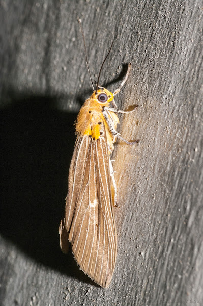 Tiger Moth | Project Noah