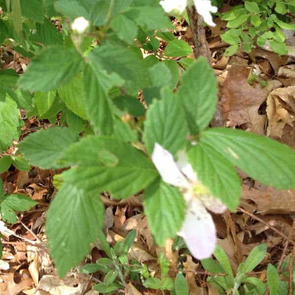 Blackberry | Project Noah