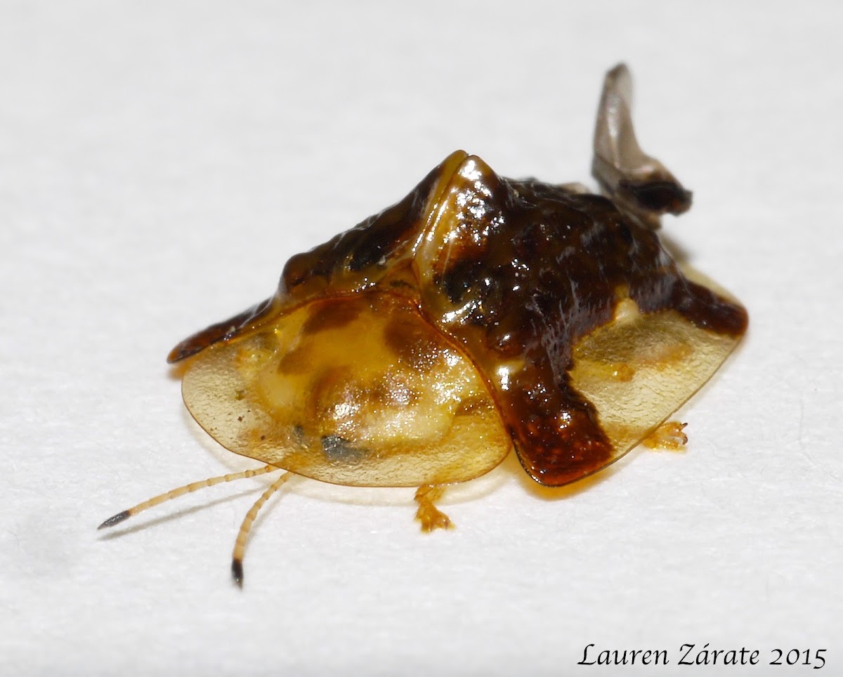 Clavate Tortoise Beetle | Project Noah