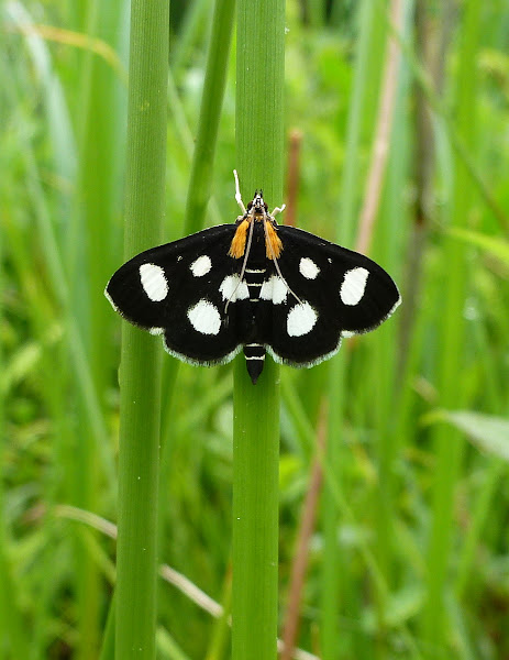 White-spotted sable | Project Noah