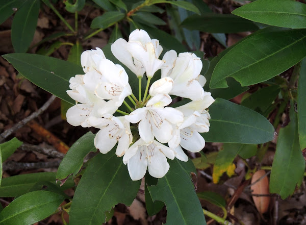 Great Laurel | Project Noah