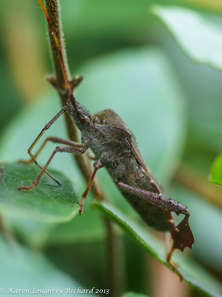 Leaf-footed bug | Project Noah