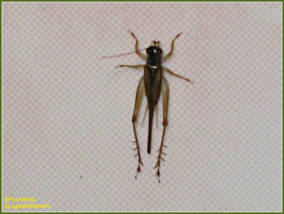 Field Cricket (Nymph) | Project Noah