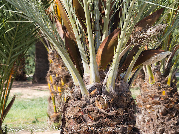 Palm trees | Project Noah