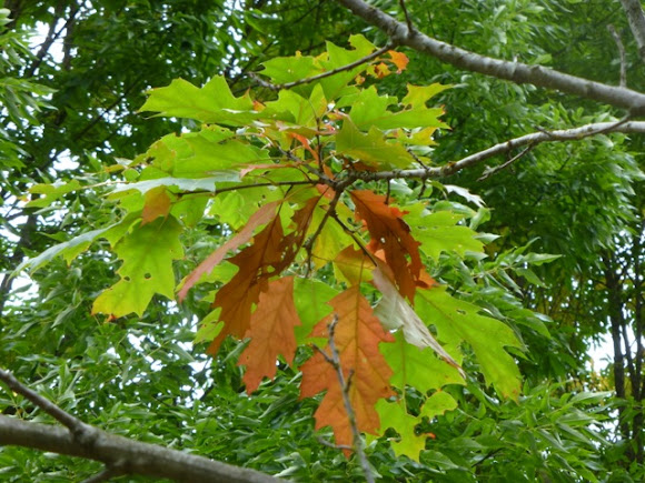 Northern Pin Oak | Project Noah