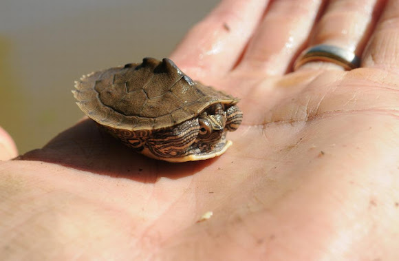 Ouachita map turtle (hatchling) | Project Noah