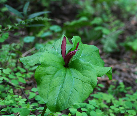 Common Trillium | Project Noah