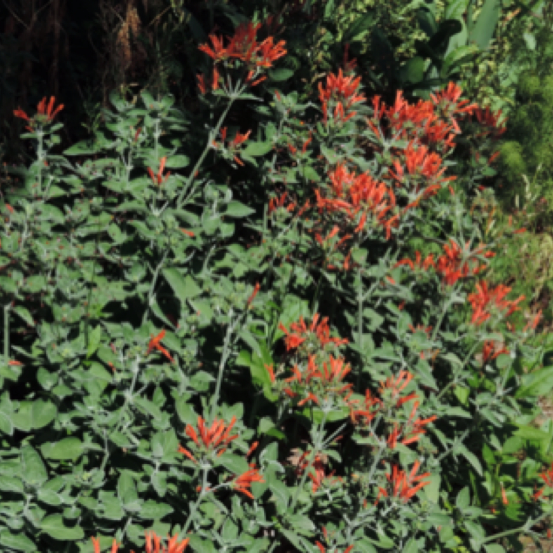 Redirecting to https://projectnoah.org/spotting/539782