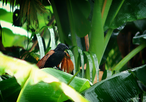 Lesser Coucal | Project Noah
