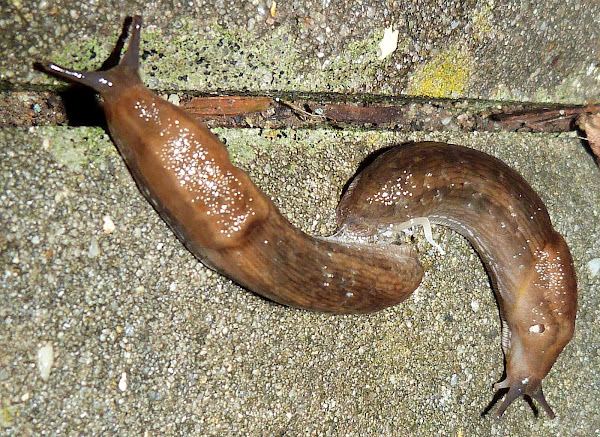 Dusky Slugs (mating) | Project Noah