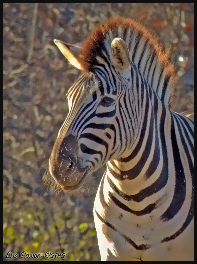 Damara Zebra | Project Noah