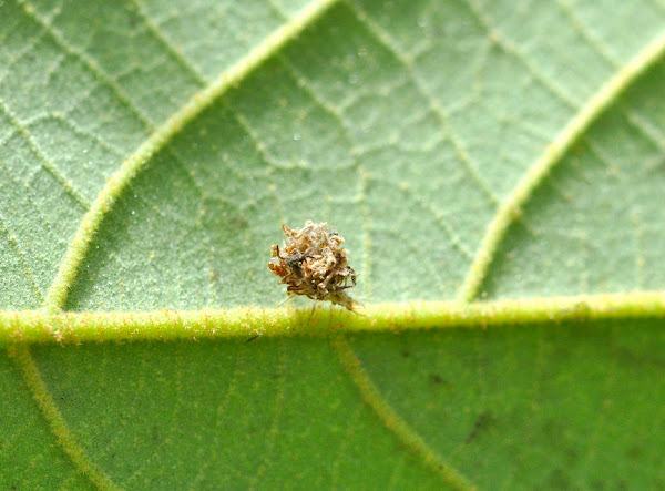 Lacewing Nymph? | Project Noah