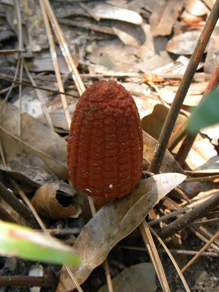 Coontie | Project Noah