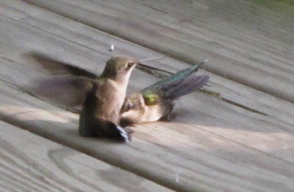 Ruby-throated Hummingbird Fight | Project Noah