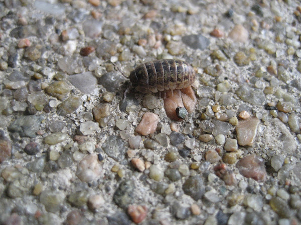 Roly Poly or Pillbug | Project Noah