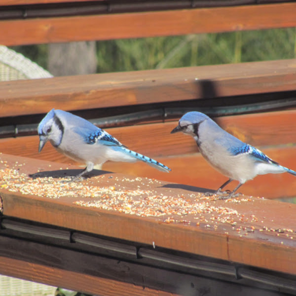 Blue jays | Project Noah