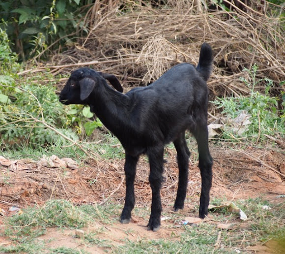 Indian Goat | Project Noah