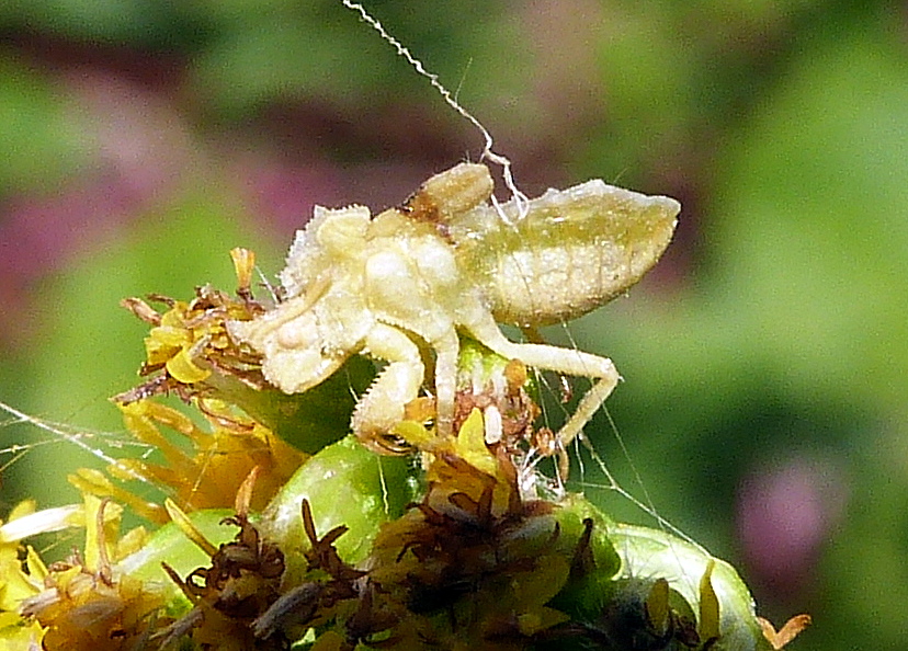 Ambush Bug Nymph | Project Noah