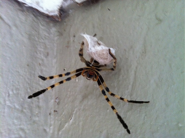 Rain Spider | Project Noah