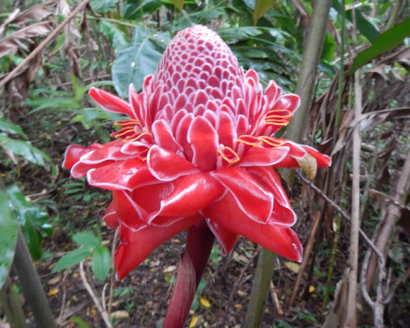 Torch Ginger | Project Noah