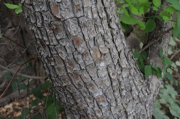 Alligator juniper | Project Noah