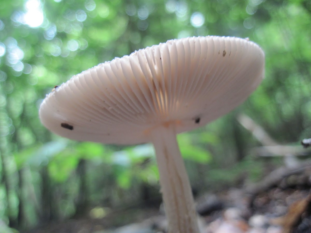 Grisette | Project Noah