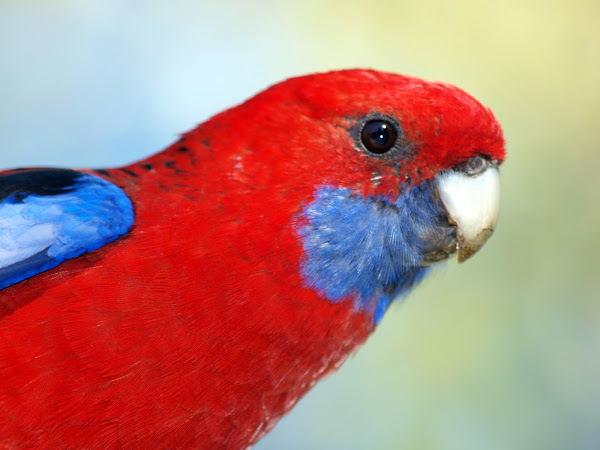 Crimson Rosella | Project Noah