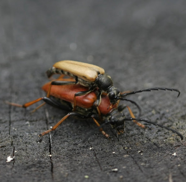 Red long-horned beetle | Project Noah