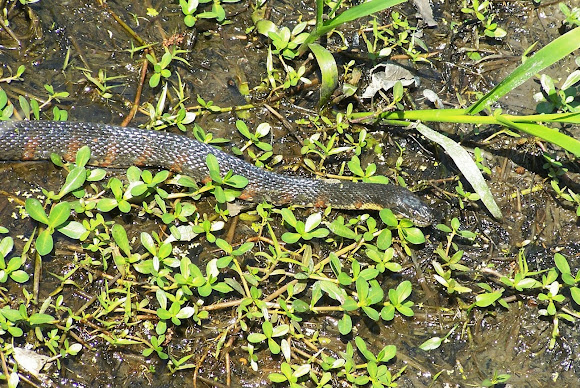 Red-banded Water Snake | Project Noah