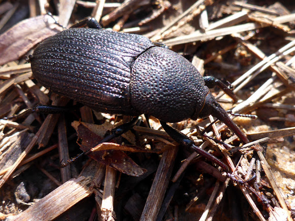 Agave Weevil | Project Noah