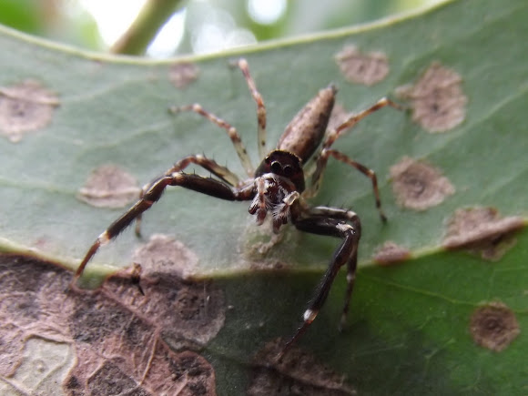 Aussie Bronze Jumper | Project Noah