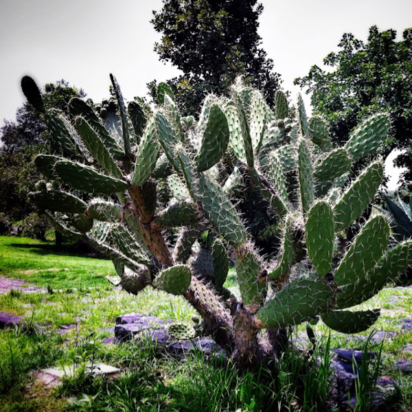 Plantas de la ciudad de Mexico | Project Noah