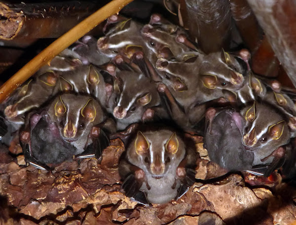 Tent-making Bat - Murciélago | Project Noah