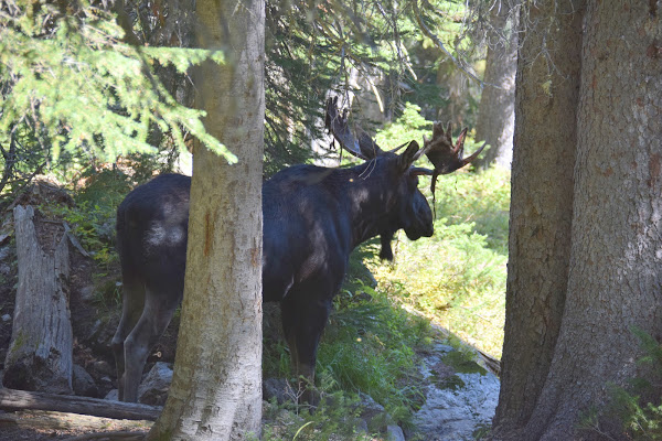 Moose | Project Noah