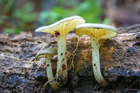 Gerronema strombodes | Project Noah