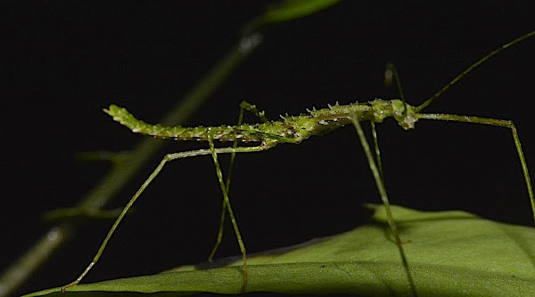 Stick Insect, Phasmid - Female Nymph | Project Noah