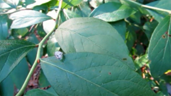 Green lacewing larva | Project Noah