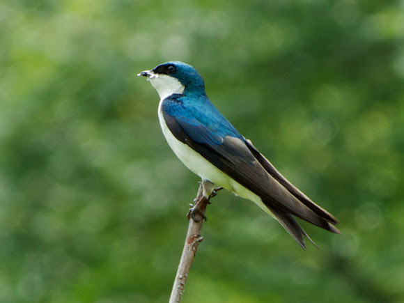 Tree Swallow (male) | Project Noah