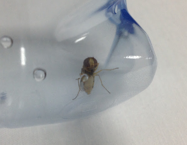 Sweat fly | Project Noah