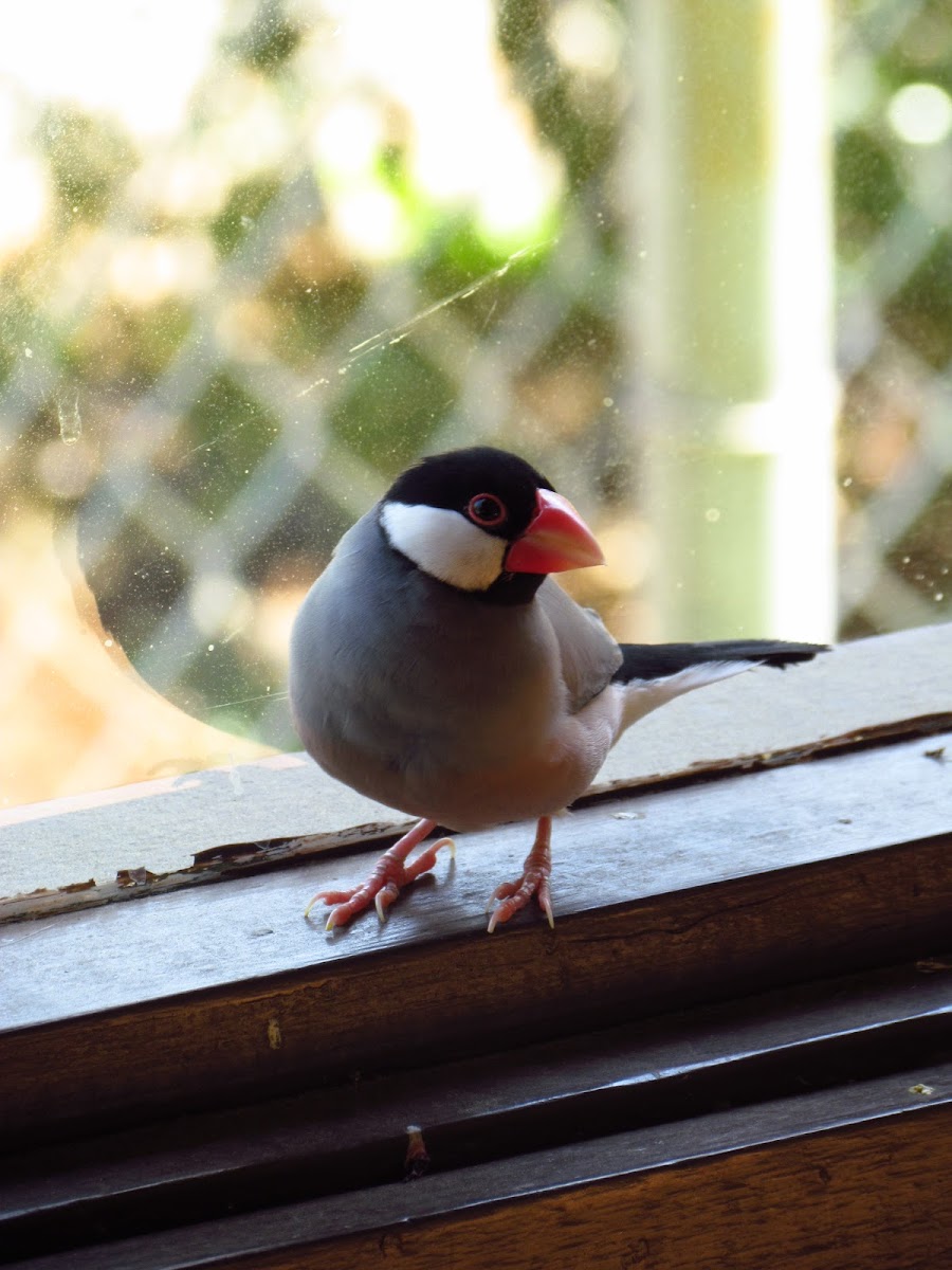Java Sparrow | Project Noah