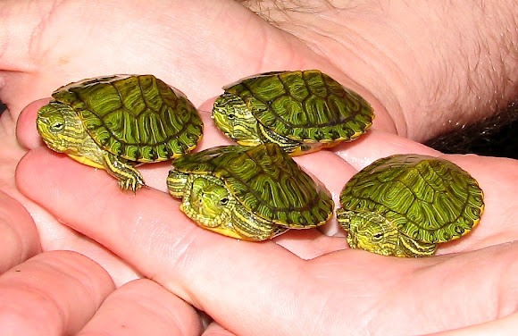 Hatchling Red-eared Sliders | Project Noah