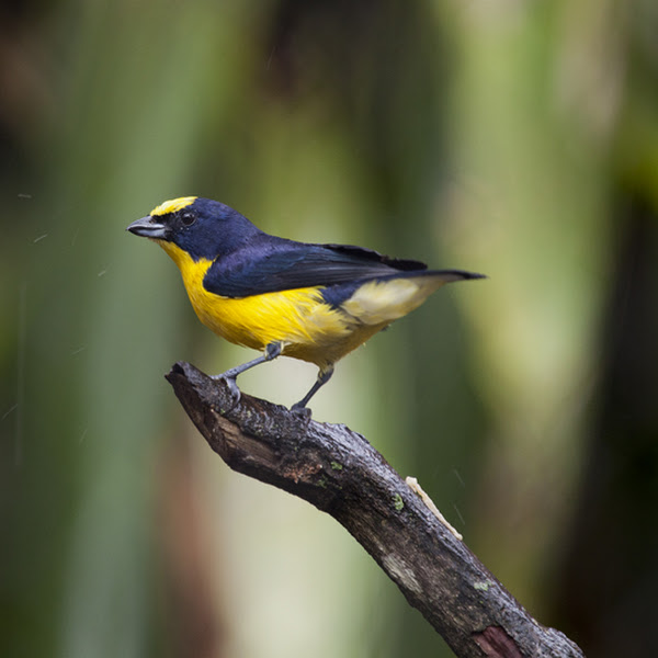 Birds of Colombia | Project Noah