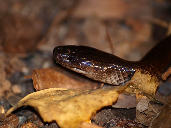 Slaty-grey snake | Project Noah