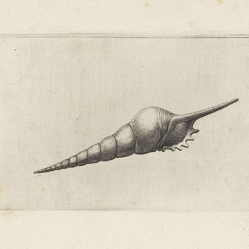 Schelp, tibia fusus melanocheilus, Wenceslaus Hollar, 1644 - 1652 ...