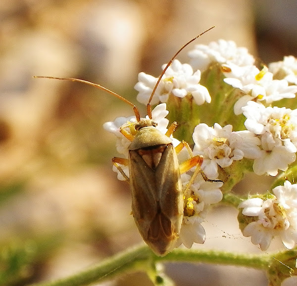 Lygus bug | Project Noah