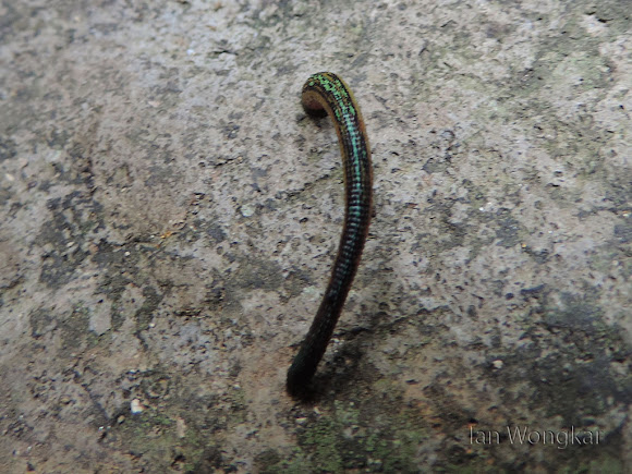 Jawed land leeches | Project Noah