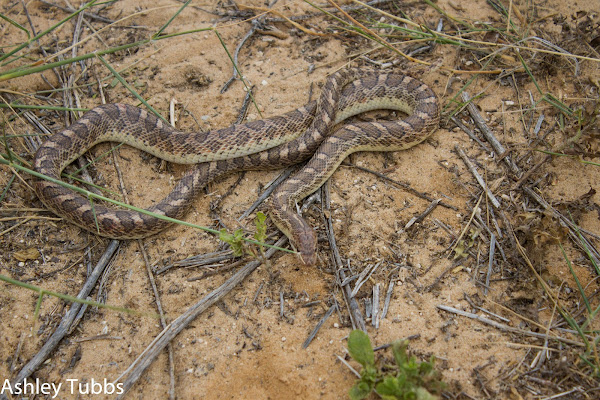 Glossy Snake | Project Noah