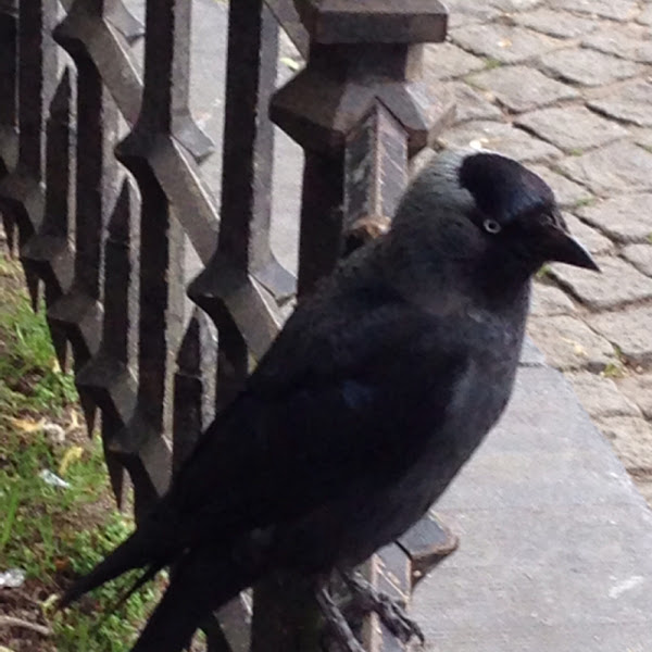 Eurasian jackdaw | Project Noah