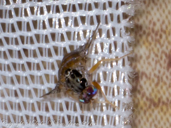 Mediterranean Fruit-fly | Project Noah