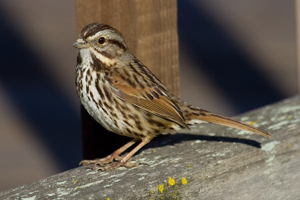 Song Sparrow | Project Noah